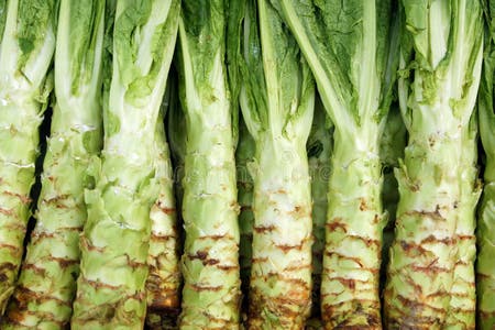 Stem lettuce stock image. Image of market, fresh, vegetable - 29668563