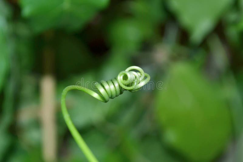 Stem stock photo. Image of stem, nature, cute, summer - 48509380