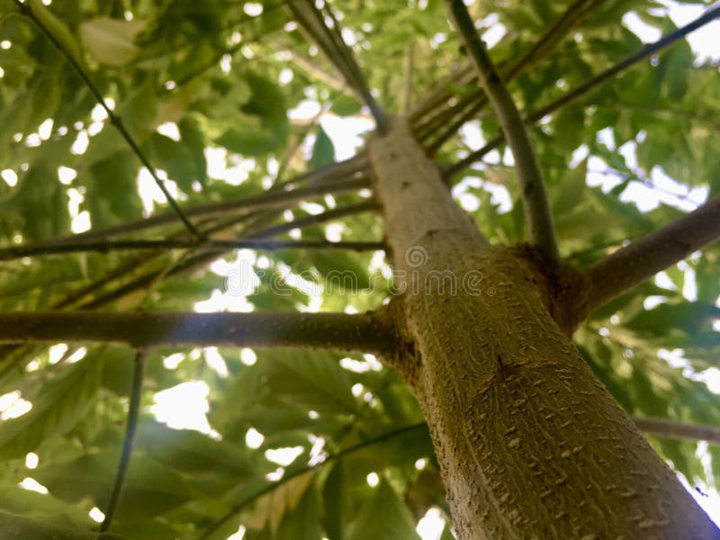 Stem and long offshoots stock photo. Image of tree, stem - 165238062