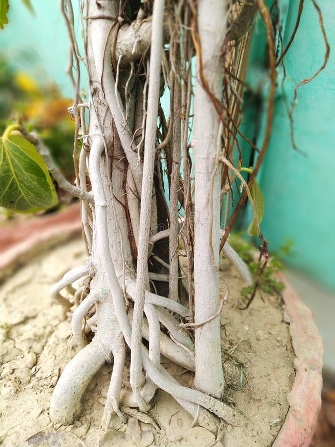 Banayan Stock Photos - Free & Royalty-Free Stock Photos from Dreamstime