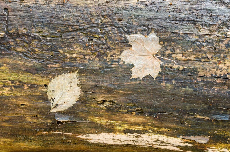 Stem of an Old Tree with Leaves Stock Photo - Image of trunk, wood ...