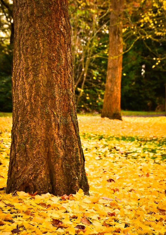 A Stem of an Old Tree Standing in the Middle of Bright Foliage on the ...