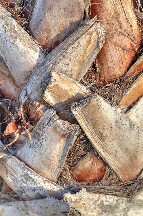 Stem of palm tree stock photo. Image of bright, closeup - 61229340