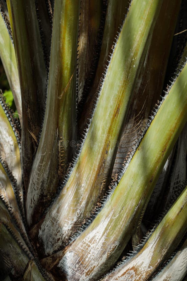 Stem of palm tree stock photo. Image of florida, texture - 109465092