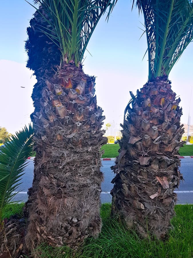 The stem of the palm trees stock photo. Image of leaves - 335582578
