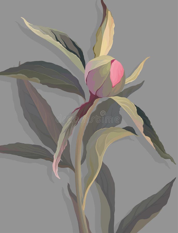 Stem with Peony Bud on a Gray Background Stock Vector - Illustration of ...