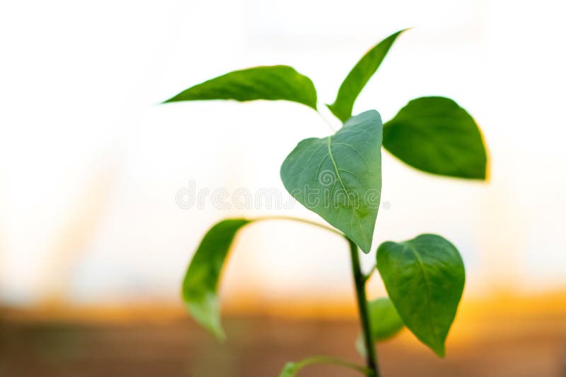 A Stem of Pepper with Green Leaves on a Bed on a Light Background Stock ...
