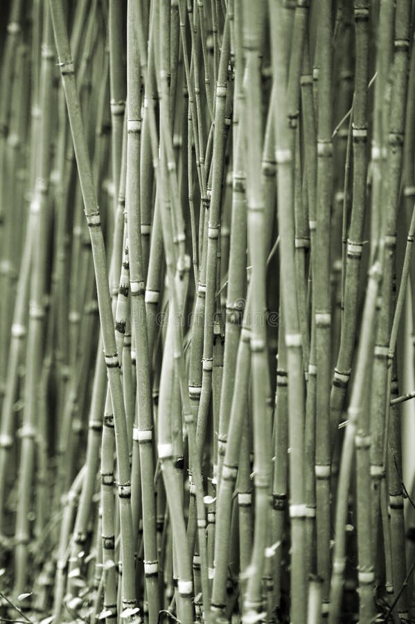 Stem stock photo. Image of color, filters, parallel, flora - 37051002