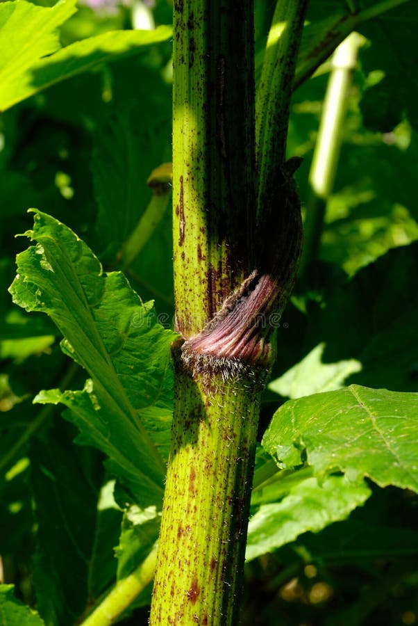 Stem plant stock image. Image of nature, stalk, thicket - 14994955