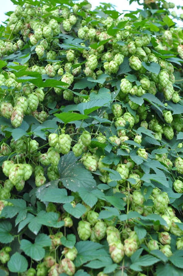 On the Stem of the Plant Cones of Hops Stock Image - Image of herb ...