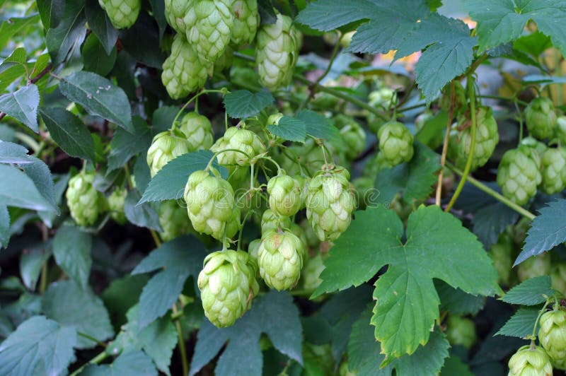 On the Stem of the Plant Cones of Hops Stock Photo - Image of beer ...