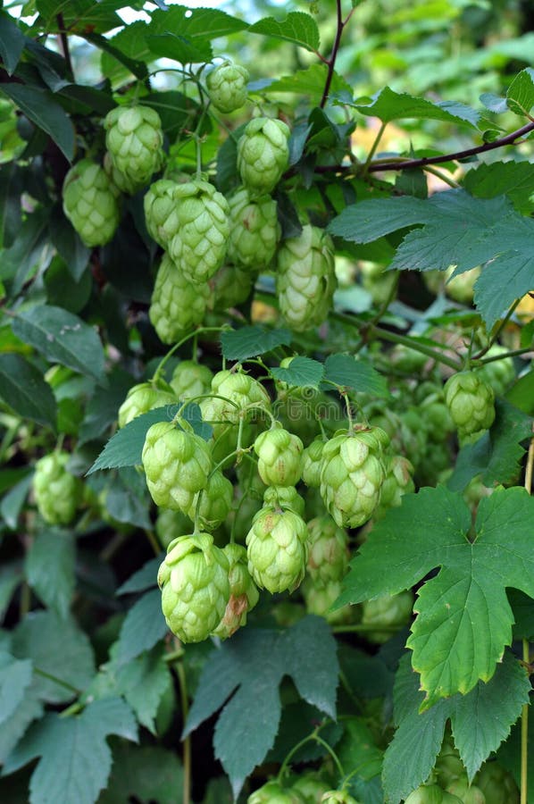 On the Stem of the Plant Cones of Hops Stock Image - Image of green ...