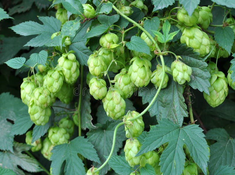 On the Stem of the Plant Cones of Hops Stock Photo - Image of brewery ...