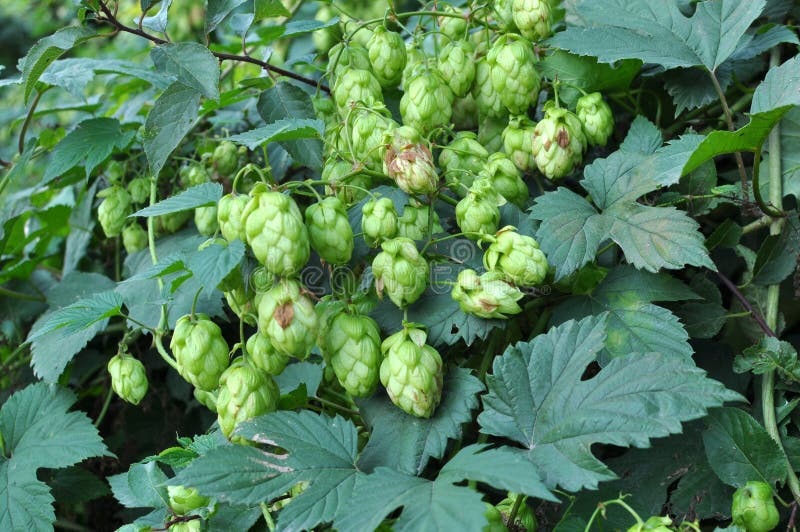 On the Stem of the Plant Cones of Hops Stock Image - Image of cones ...