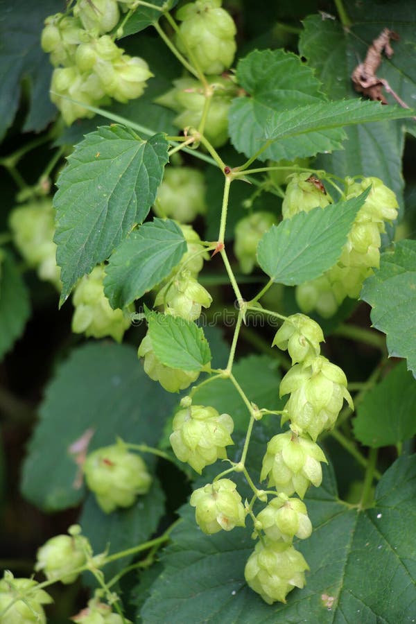 On the Stem of the Plant Cones of Hops Stock Image - Image of farming ...