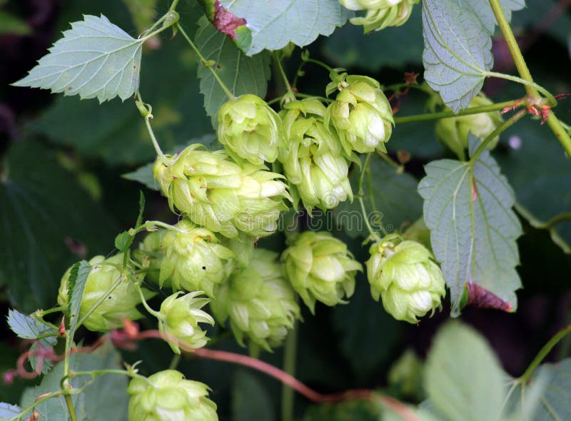 On the Stem of the Plant Cones of Hops Stock Image - Image of herb ...
