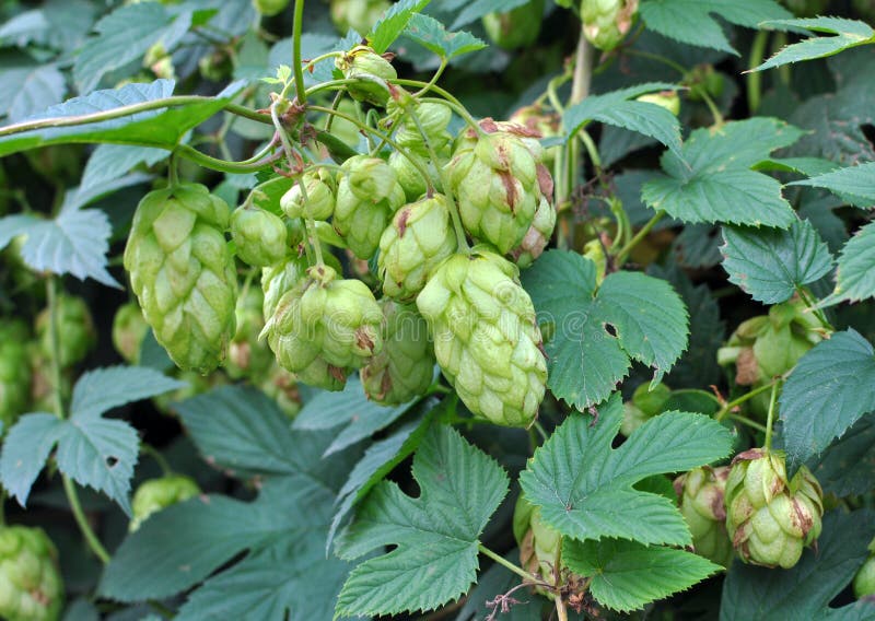On the Stem of the Plant Cones of Hops Stock Photo - Image of farming ...