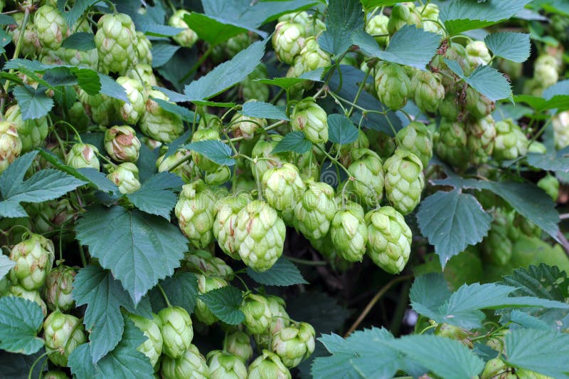 On the Stem of the Plant Cones of Hops Stock Image - Image of twig ...