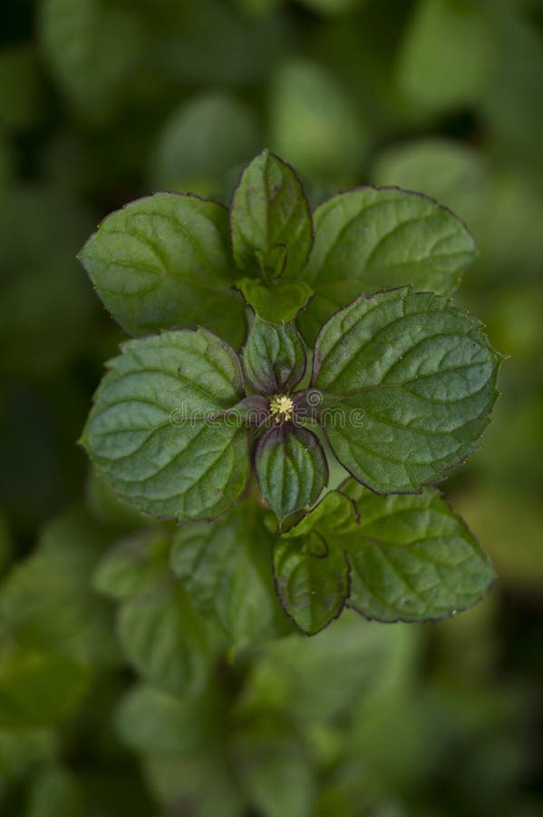 Stem Plant Peppermint with a Navy, a View from Above Stock Image ...