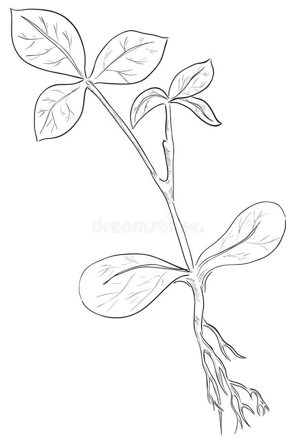 Graphic Hand Drawing of a Seedling Oak Acorn. Stock Vector ...