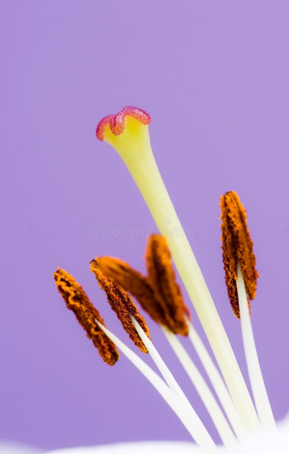 Stem and pollen stock photo. Image of fragility, flora - 8544984