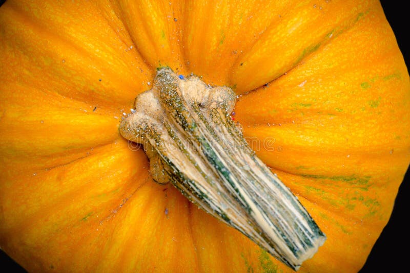 Stem of pumpkin close up stock photo. Image of holiday - 101357522