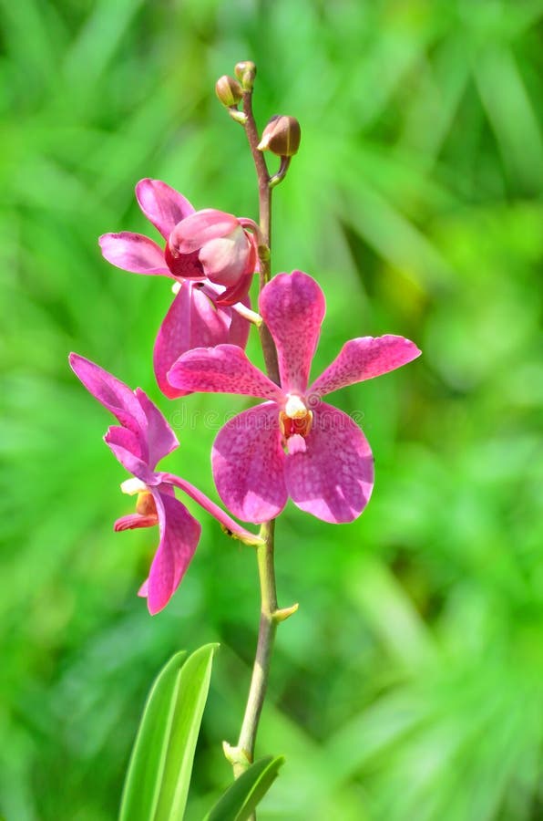 A Stem of Purple Colored Orchids Stock Photo - Image of gardening ...