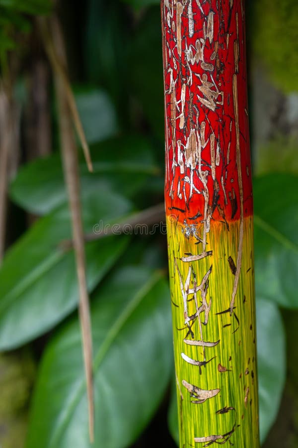 Stem of a Red Sealing Wax Palm Stock Image - Image of icon, tropical: 400012105