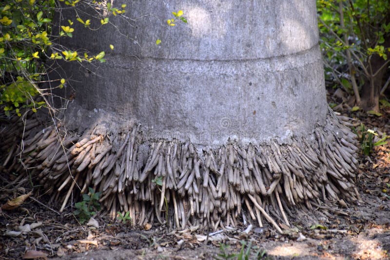 Roots of Coconut Tree Cut Halfway . Stock Photo - Image of coconut ...