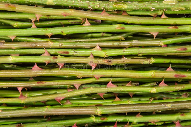 Stem of Rose Bush with Thorns Background Stock Photo - Image of flower ...