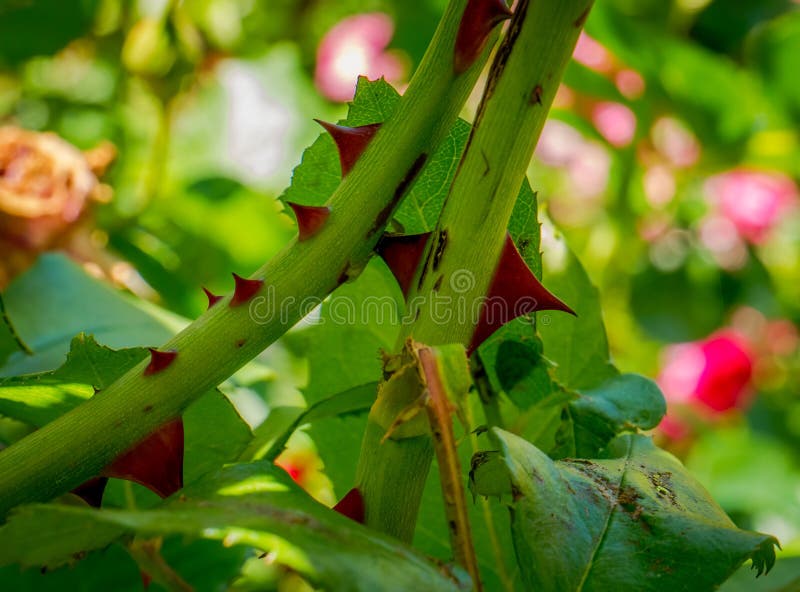 3,479 Rose Bush Thorns Stock Photos - Free & Royalty-Free Stock Photos ...