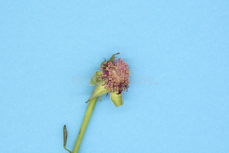 The Stem of a Rose without Petals on Blue Background Stock Image ...