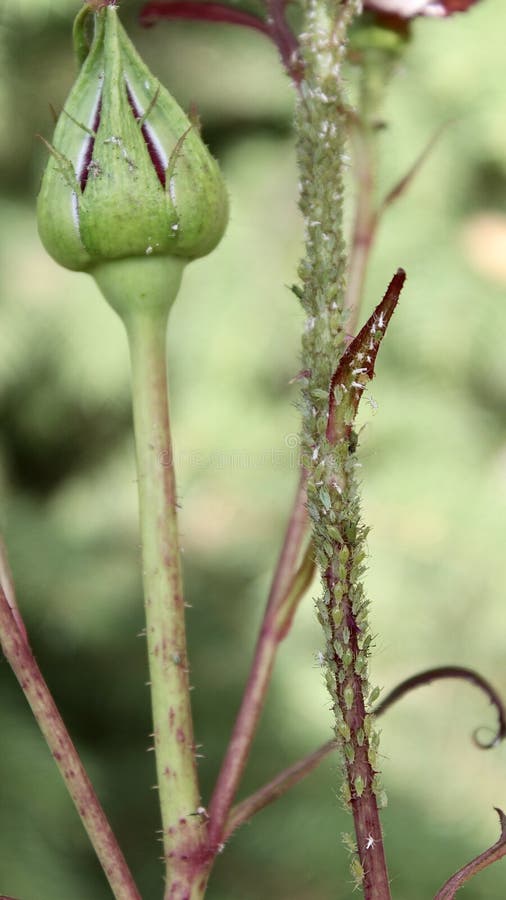 On the Stem of a Rose with an Unopened Bud, Many Insect Pests, Aphids ...