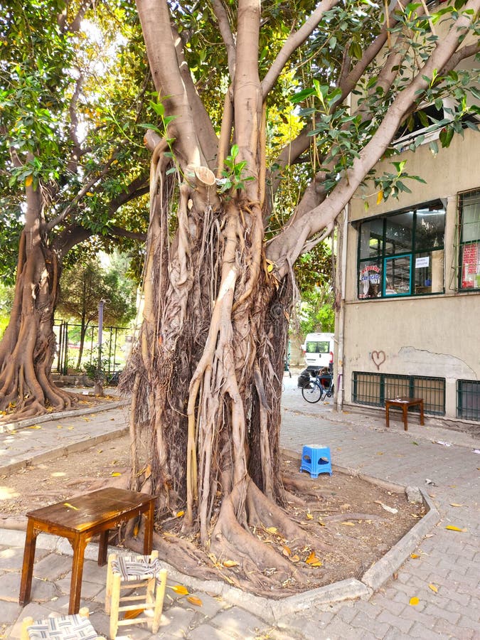 Stem of a rubber tree stock image. Image of ficus, woodland - 280014881