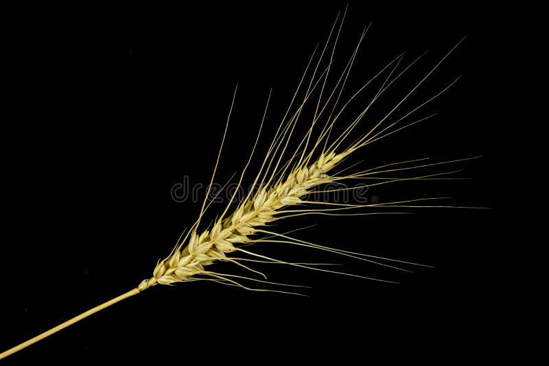 Stem of rye isolated stock image. Image of wheat, yellow - 42582801