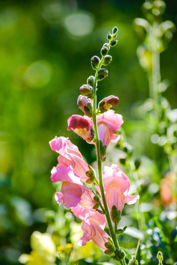 Stem with Snapdragon Flowers Close-up Stock Photo - Image of flora ...