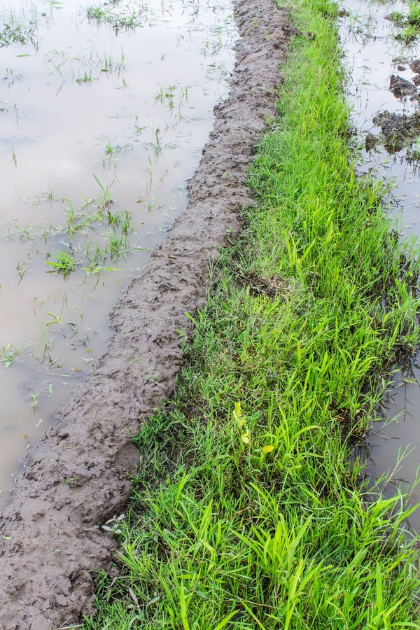Rice Stem, Cross Section, High Power Stock Photo - Image of xylem ...