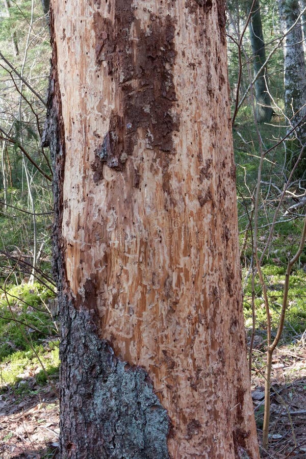 Stem of a Spruce Tree, Damaged by Longhorn Beetles Stock Image - Image ...