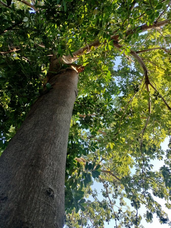 Stem strong stun stock image. Image of strong, branch - 351484999