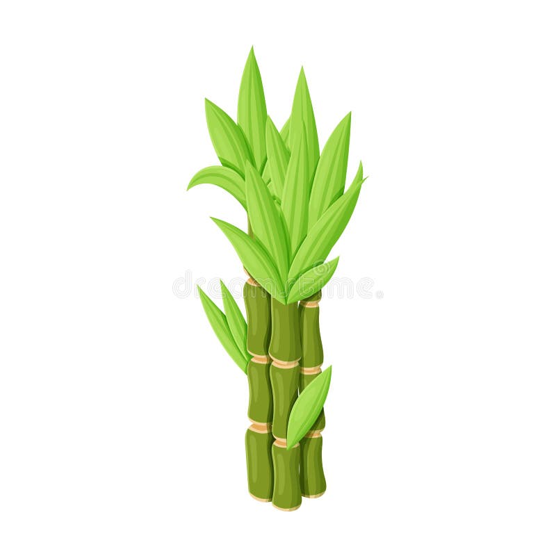 Sugar Cane Cartoon Vector Illustration on White Background.Sugarcane ...