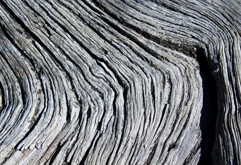 California Black Oak Tree, Texture Details, Topology Stock Image ...