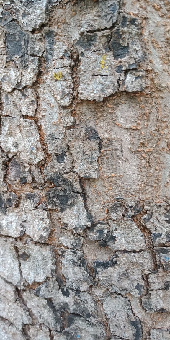 Stem Texture of the Old Wood Stock Image - Image of wood, texture ...