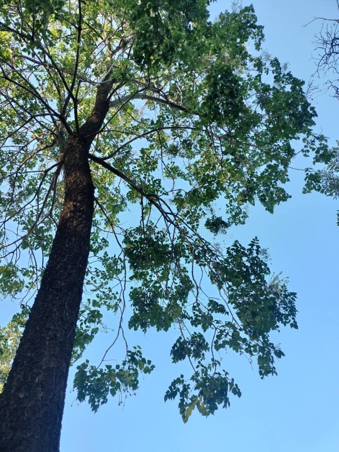 Stem texture tree co stock image. Image of blossom, grove - 351484917