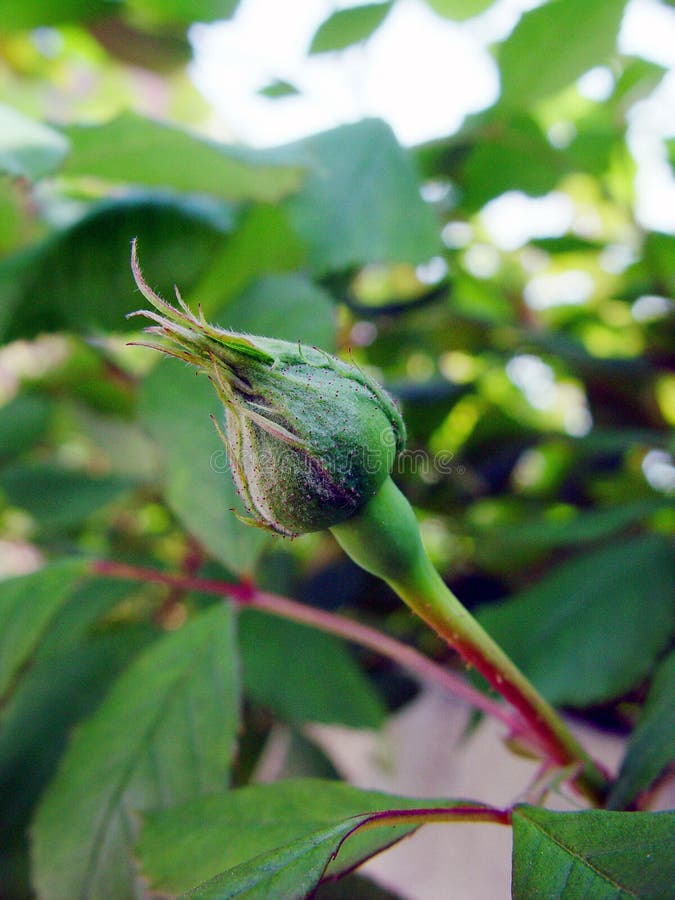 Stem stock image. Image of trunk, closeup, stem, thread - 82410163