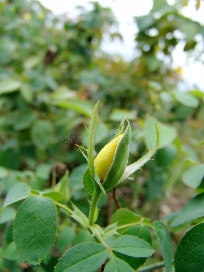 Stem stock image. Image of nature, thread, trunk, outdoors - 82410191