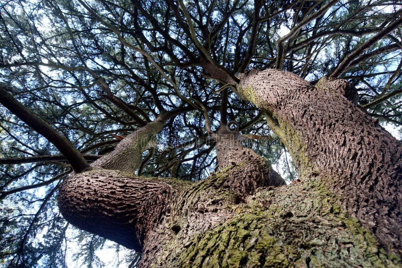 Stem of tree with branches stock image. Image of angle - 79690645