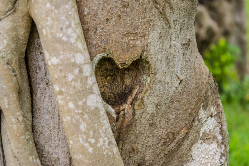 Stem of a Tree with Cutout Heart Stock Image - Image of confession ...