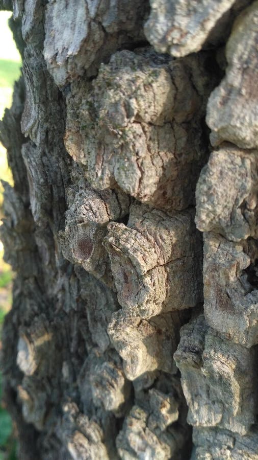 Stem of tree stock image. Image of popular, colour, forest - 153858171