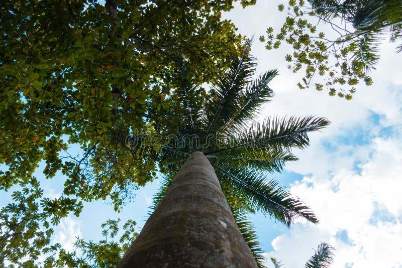 View from the Stem of a Palm Tree Stem View of a Palm Tree. Green ...