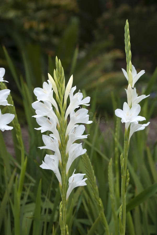 Stem of white flowers stock image. Image of flora, leaf - 223984101